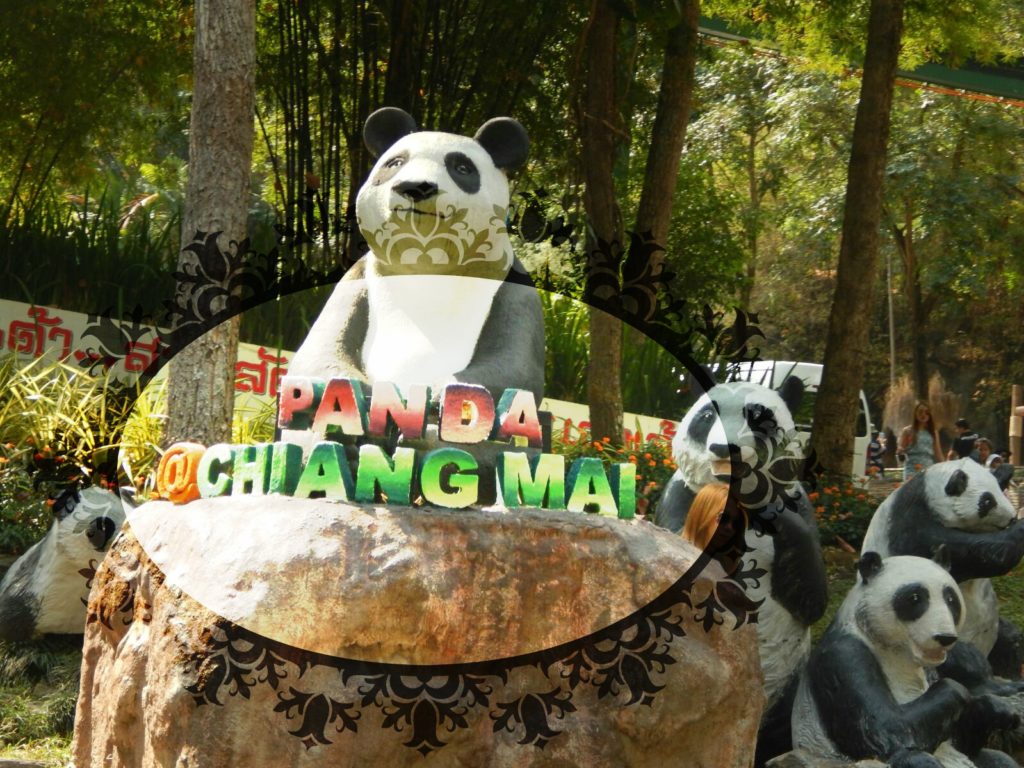 How Can You Visit Pandas in Chiang Mai? - Travel with Shreya